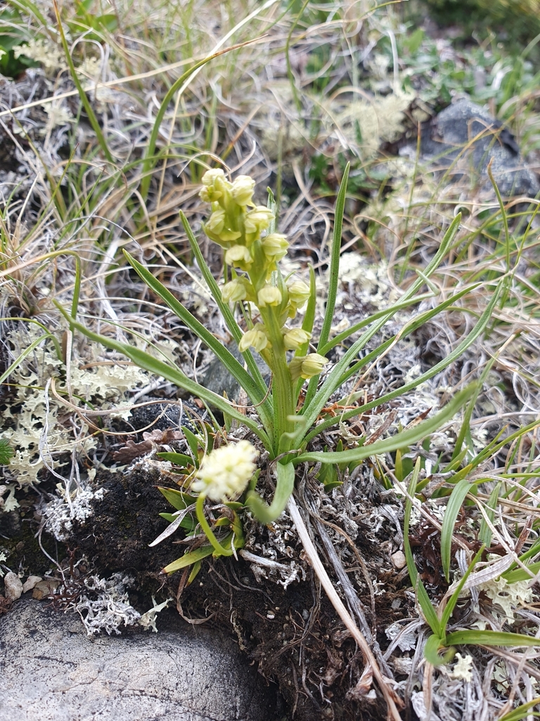 False Orchid from 99490 Enontekiö, Finnland on June 25, 2024 at 01:31 ...