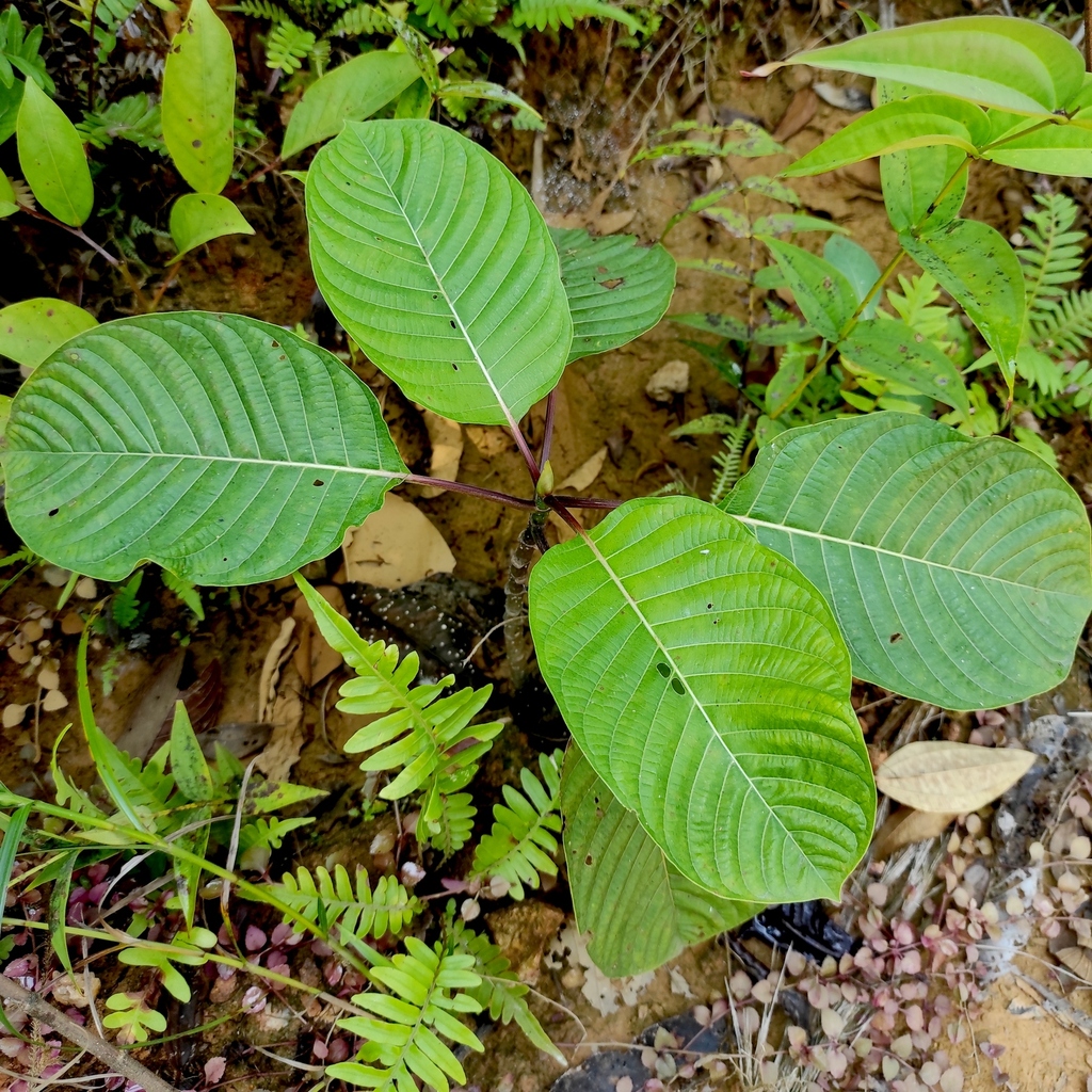 Burflower-tree from Barunang, Kapuas Tengah, Kapuas Regency, Central ...