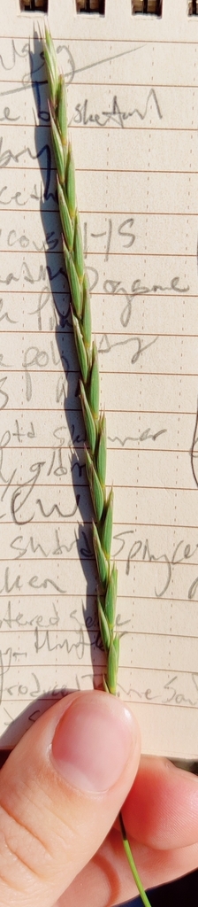 slender wheat grass from Georgian Bay, ON, Canada on June 24, 2024 at ...