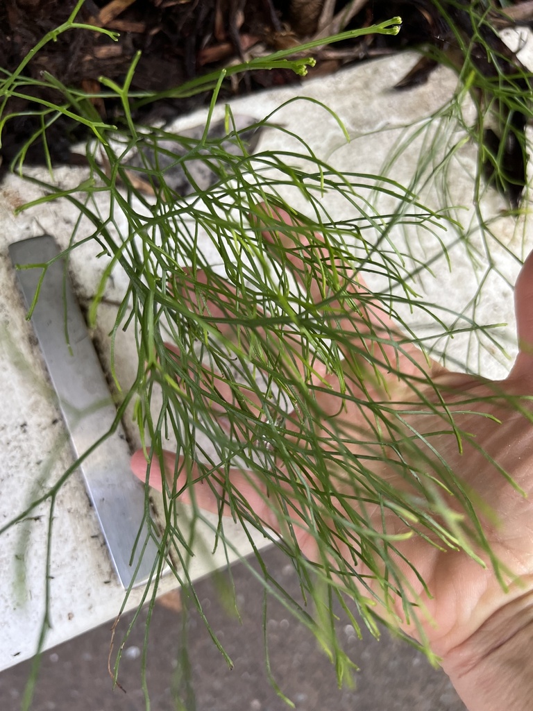 skeleton fork fern from Cordelia St, South Brisbane, QLD, AU on June 25 ...