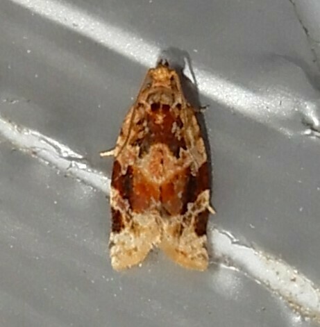 Red-banded Leafroller Moth from Home, Sarnia, ON, Canada on June 24 ...