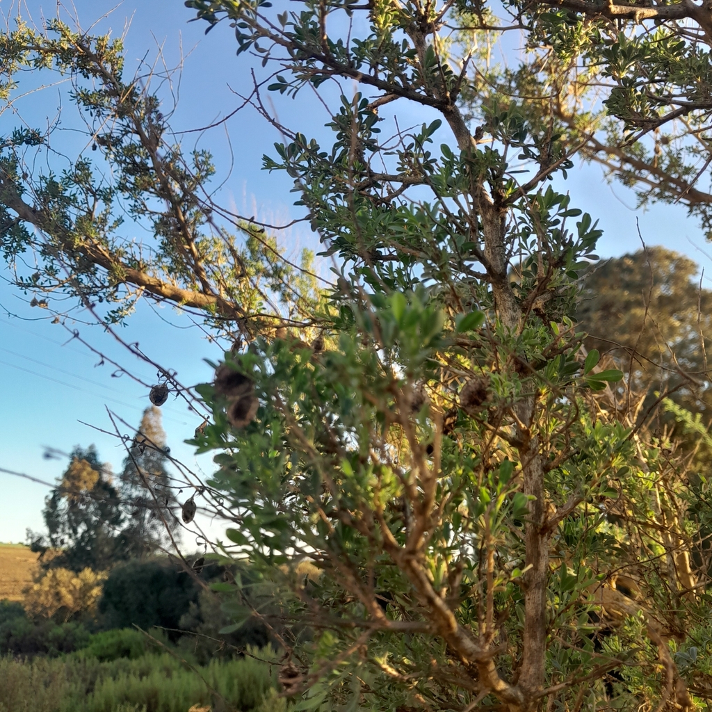 Hairy Dottypea from Swartland Local Municipality, South Africa on June ...