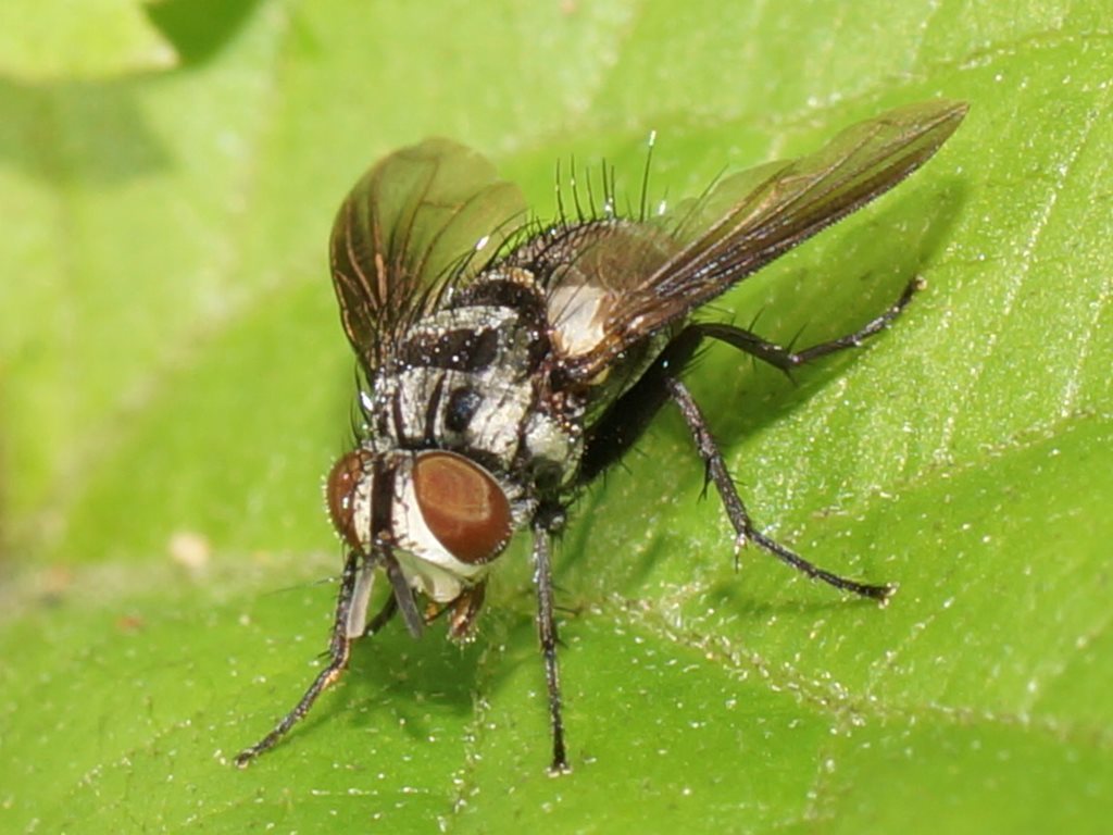 Calyptrate Flies from Lamington National Park, West Canungra Cr Circuit ...