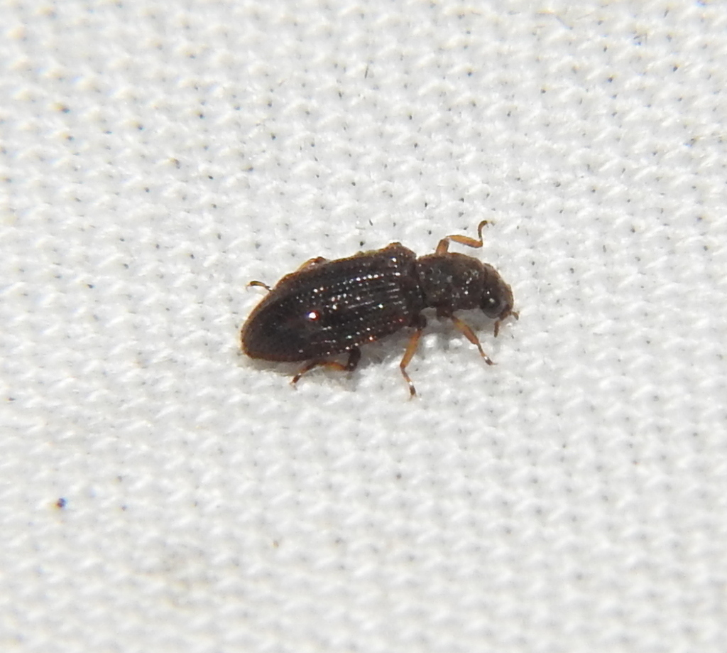 Hydrochus from New Castle County, DE, USA on June 24, 2024 at 11:23 PM ...