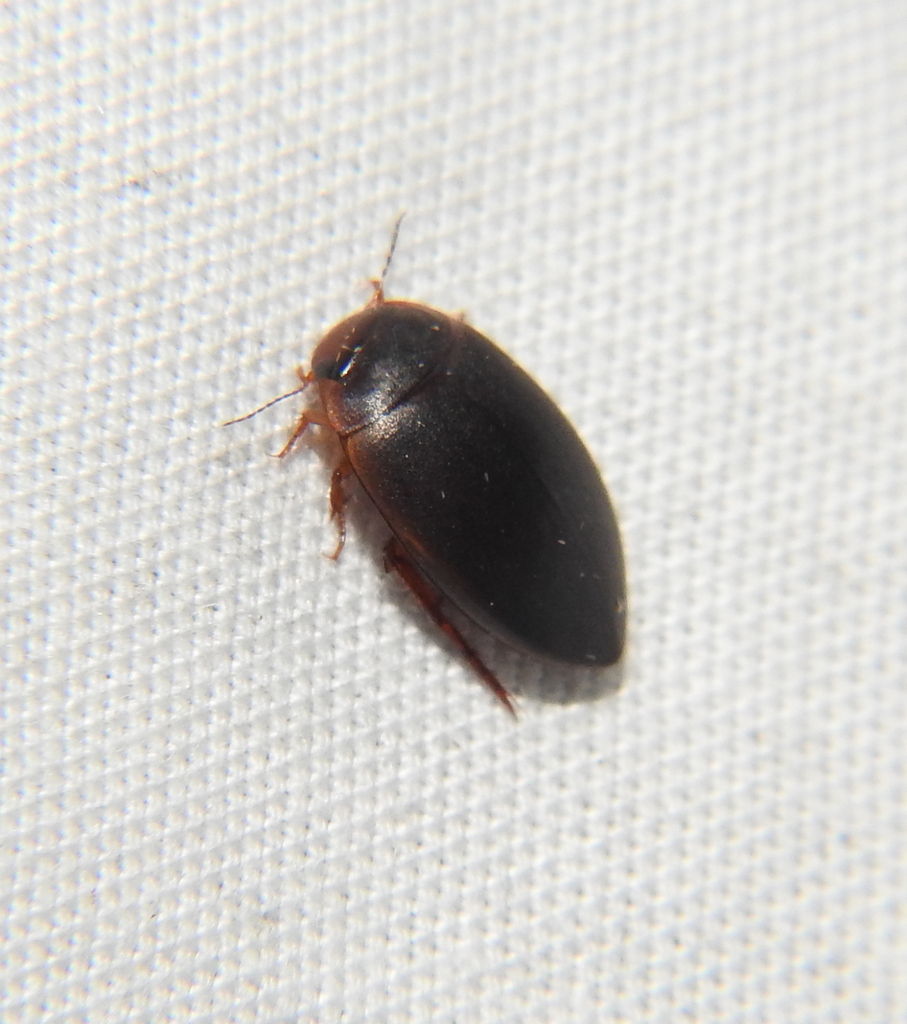 Agabetes acuductus from New Castle County, DE, USA on June 24, 2024 at ...