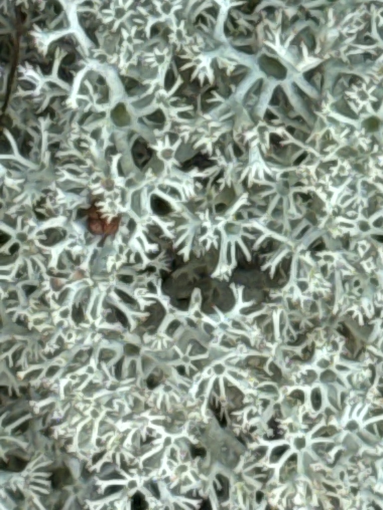 Dixie Reindeer Lichen from Babcock State Park, Danese, WV, US on June ...