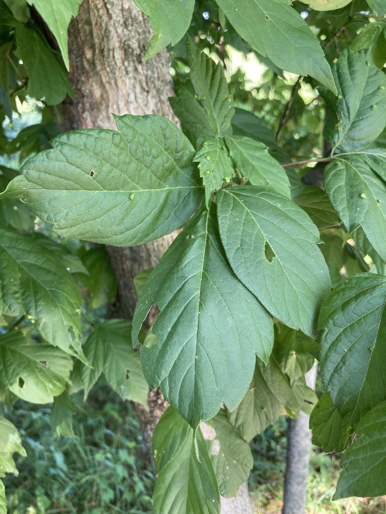 box elder from Ponds Trail, Washington, DC, US on June 25, 2024 at 10: ...