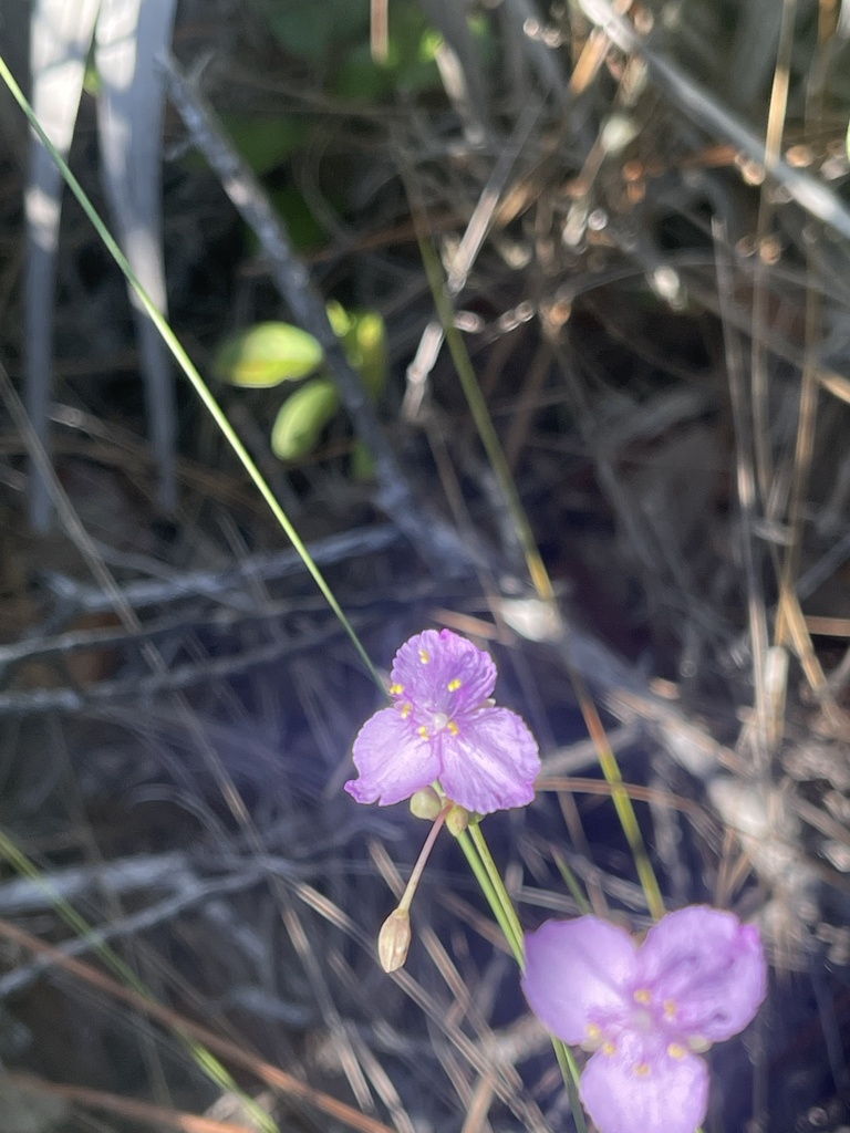 Scrub roseling from Walker Ranch, Kissimmee, FL, US on June 24, 2024 at ...