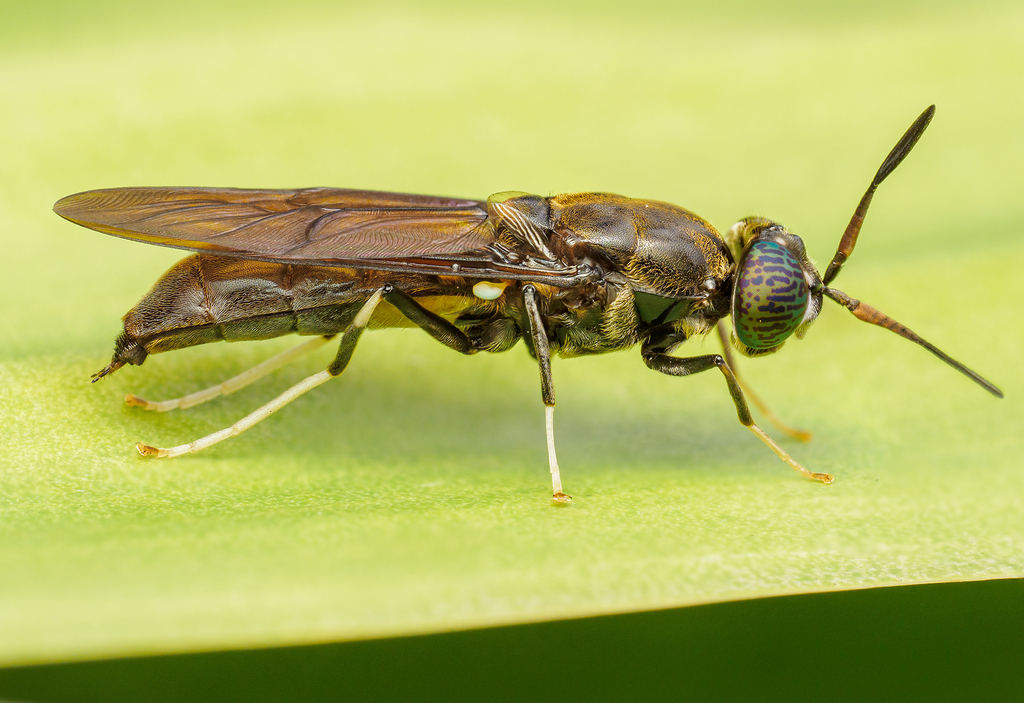 Black Soldier Fly from Гангодавила Юг, Nugegoda, Шри-Ланка on June 25 ...
