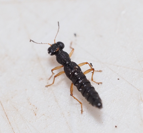 Stenus europs · iNaturalist United Kingdom