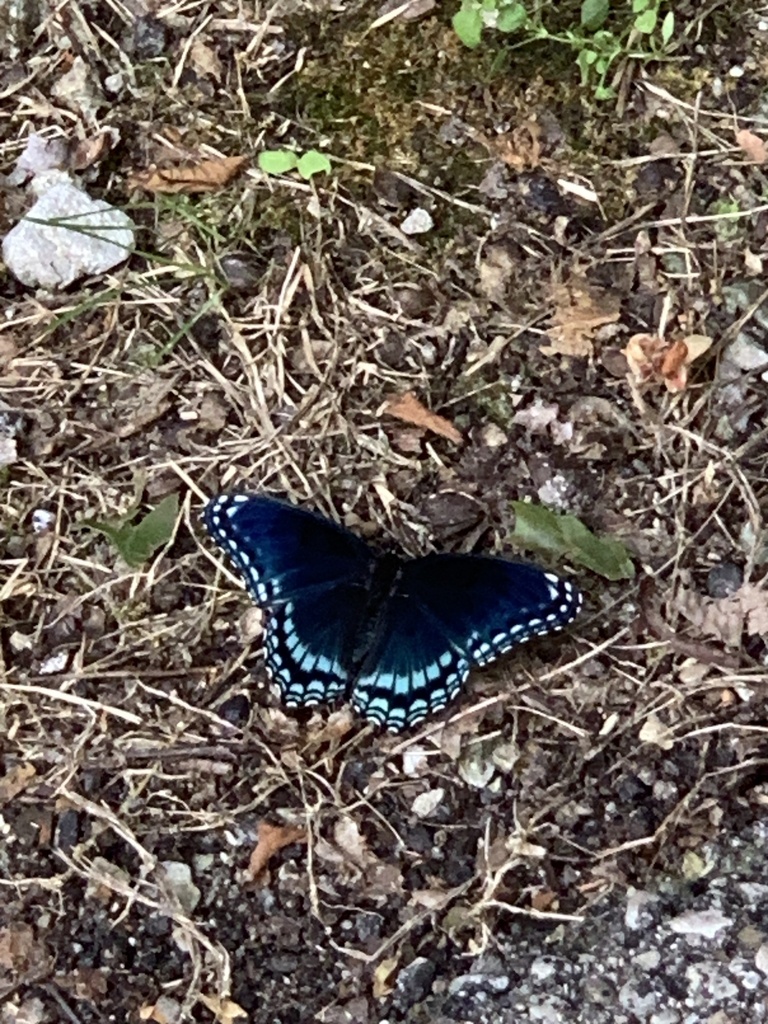 Red-spotted Admiral from Wright State University, Fairborn, OH, US on ...