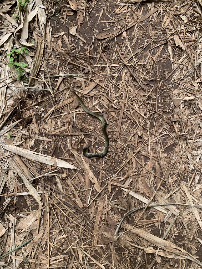Assam Mountain Snake from Shan, MM on June 24, 2024 at 03:00 PM by ...