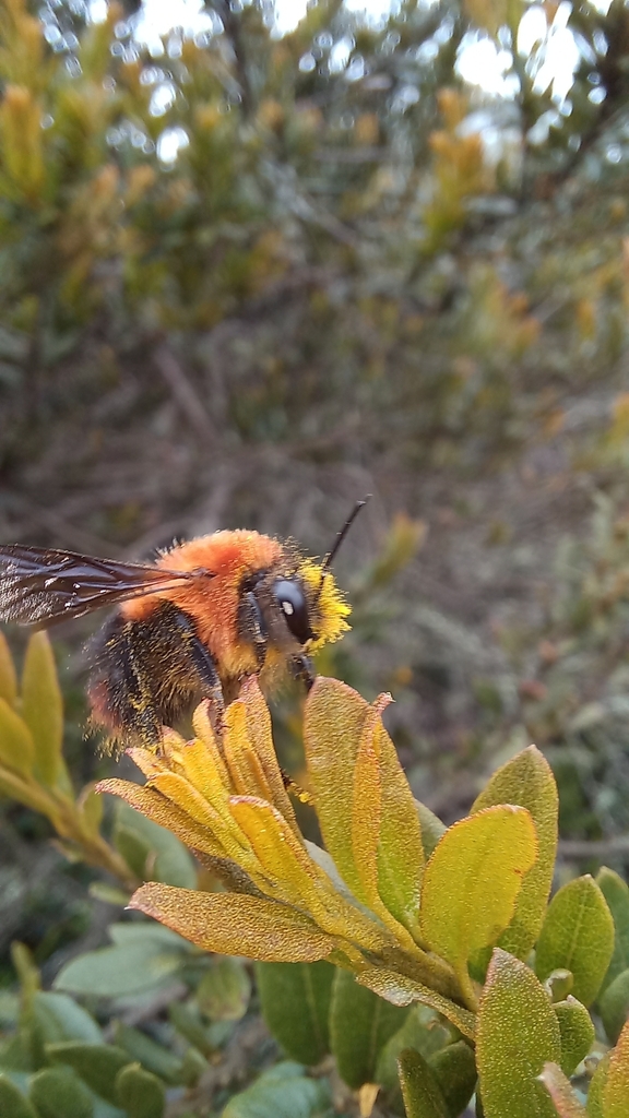 Andean Red Bumble Bee from Supatá, Cundinamarca, Colombia on June 23 ...