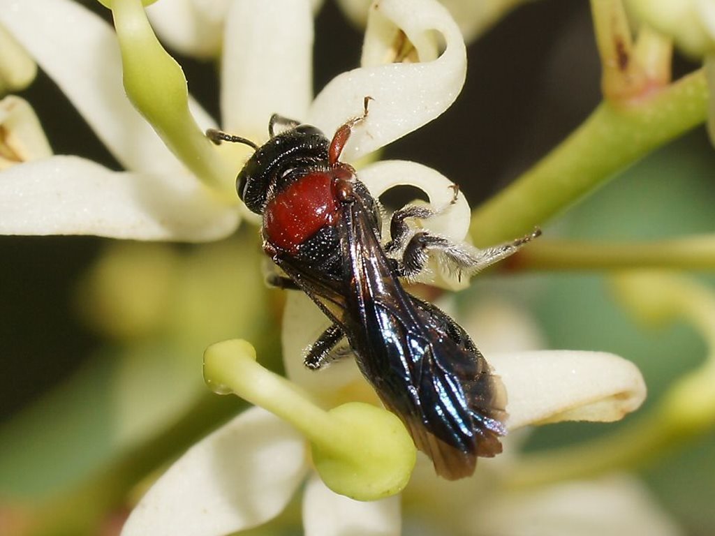 Littler's Callomelitta from Newnes Plateau NSW 2790, Australia on ...