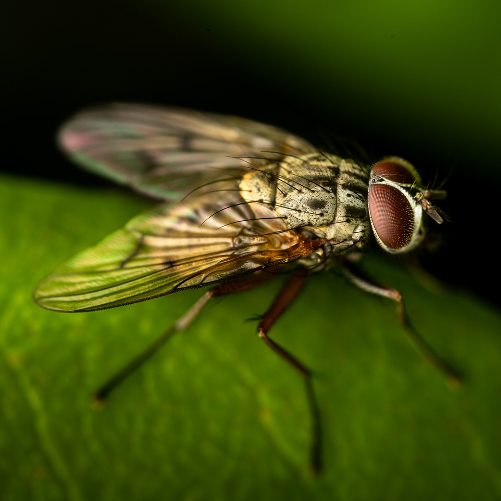 Phaonia in June 2024 by Claus Giloi · iNaturalist