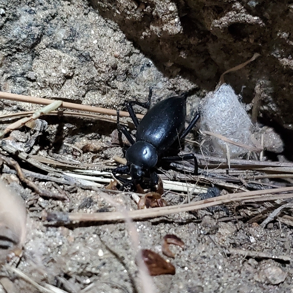 Eleodes acuticauda from Mt Laguna, CA 91948, USA on June 16, 2024 at 09 ...