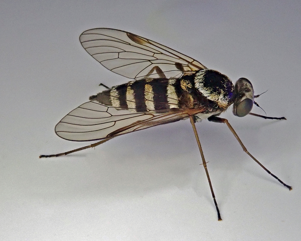 Ornate Snipe Fly from Salem, NH 03079, USA on June 25, 2024 at 04:16 AM ...