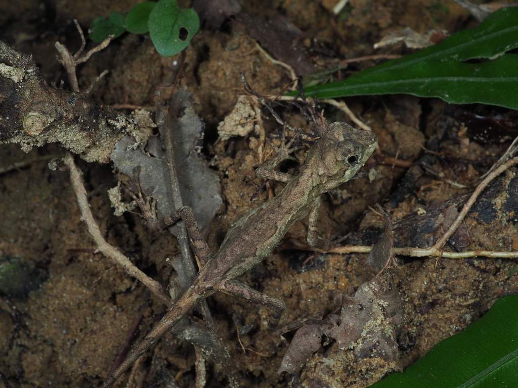 Okinawa Tree Lizard in October 2018 by KrabX · iNaturalist