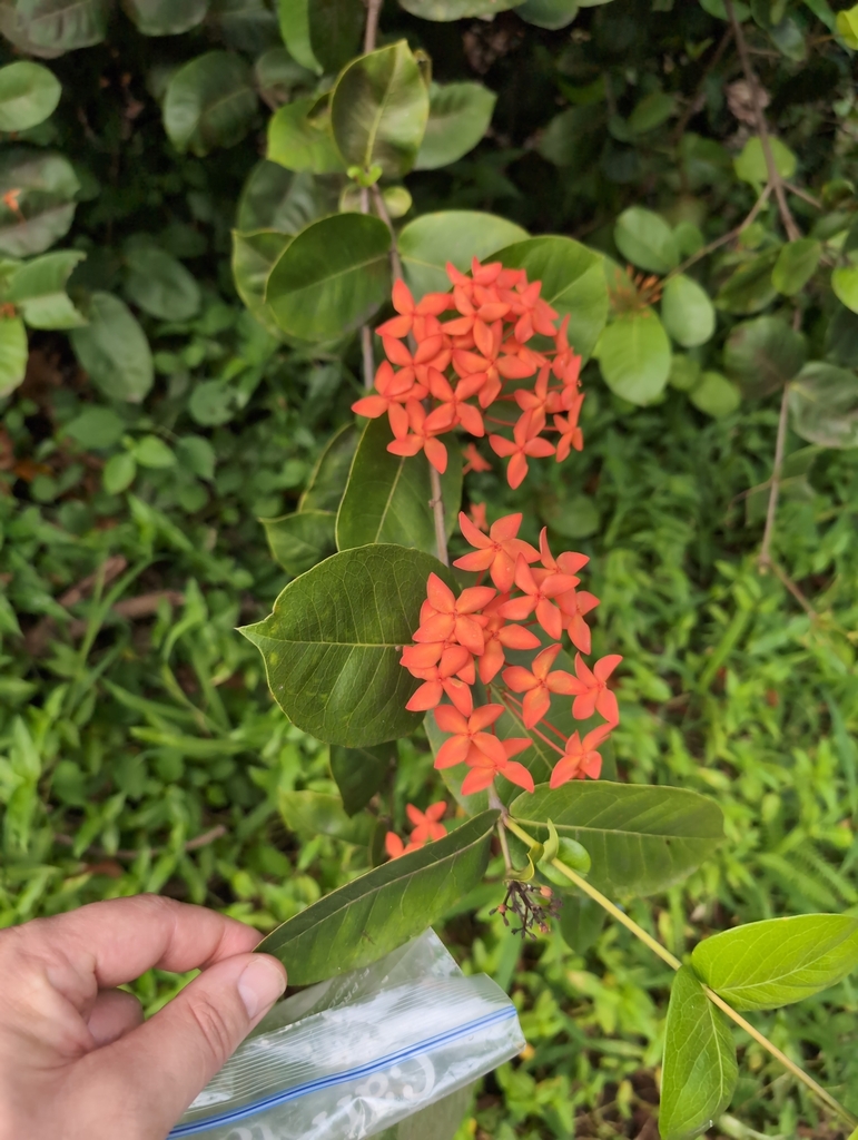 Jungle flame from Flemming, Frith, Montserrat on June 25, 2024 at 08:27 ...