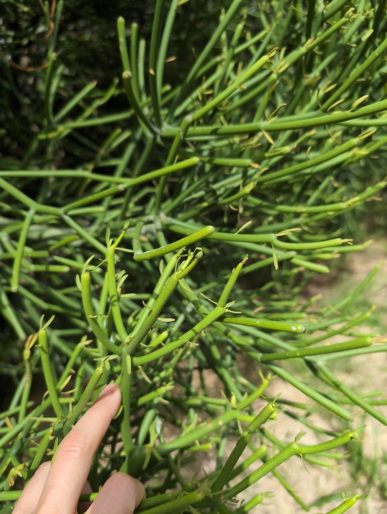 Fire Stick from PQVJ+WJ2, Salem, Montserrat on June 25, 2024 at 09:41 ...