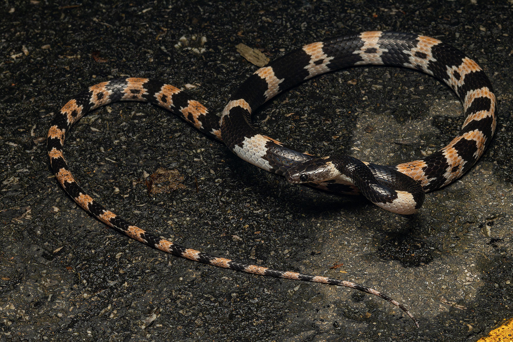 Banded Wolf Snake (Lycodon fasciatus) - Snakes and Lizards
