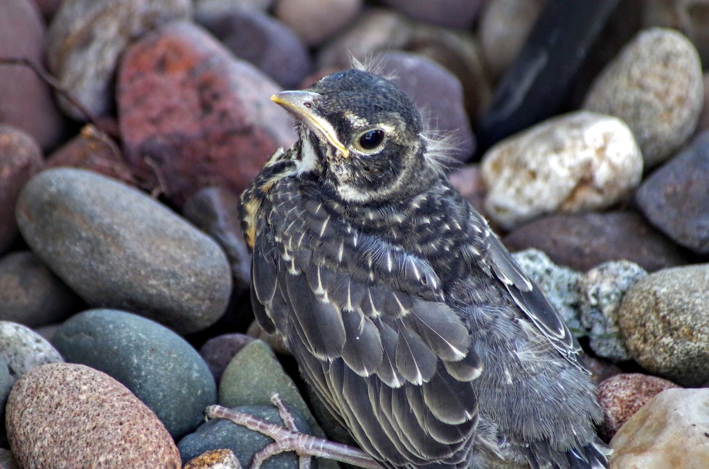American Robin from 1063 Canyon Rd Menomonie, WI 54751 on May 22, 2016 ...