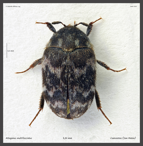 Attagenus multifasciatus · iNaturalist United Kingdom