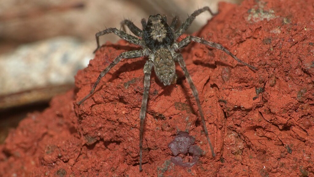 Wadicosa fidelis from Bhandup Pumping Station on June 23, 2024 at 10:09 ...