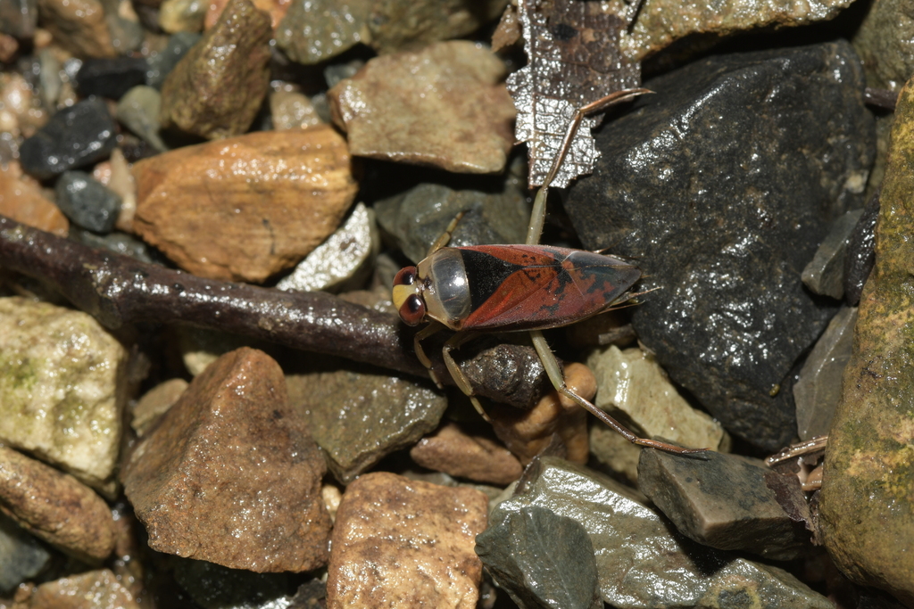 Notonecta montandoni from 南京蒋家湾 on June 25, 2024 at 09:26 PM by ...