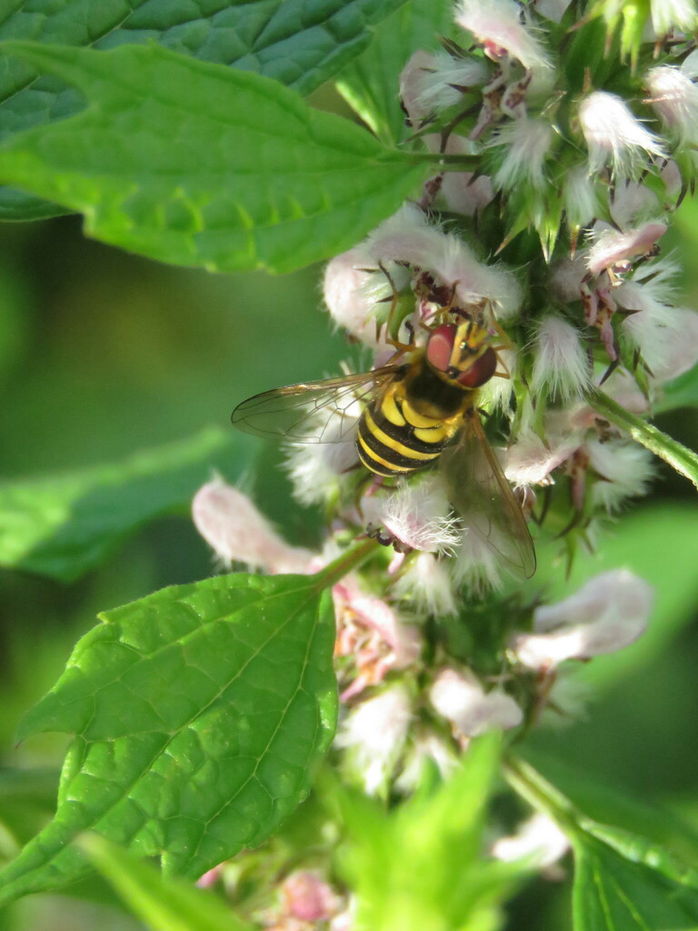 Common Flower Flies from Chittenden County, VT, USA on June 24, 2024 at ...