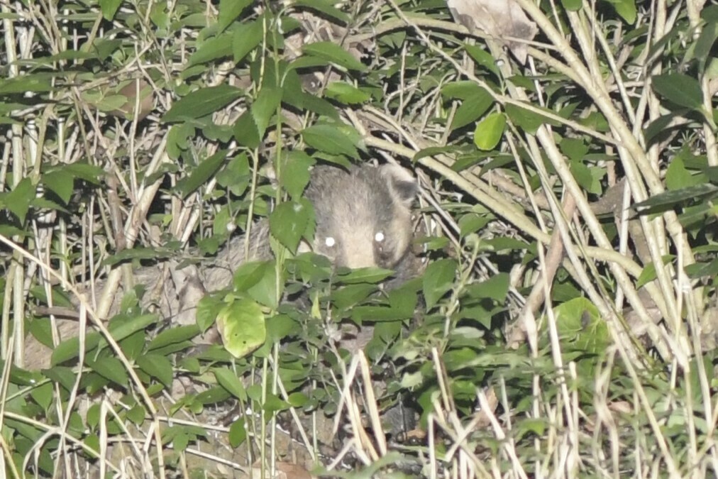 Asian Badger from 南京蒋家湾 on June 25, 2024 at 10:07 PM by rhinolin ...