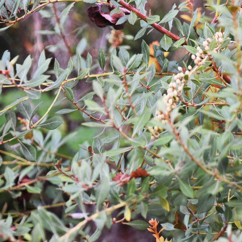 rusty staggerbush from Bellini Preserve on June 25, 2024 at 07:20 AM by ...
