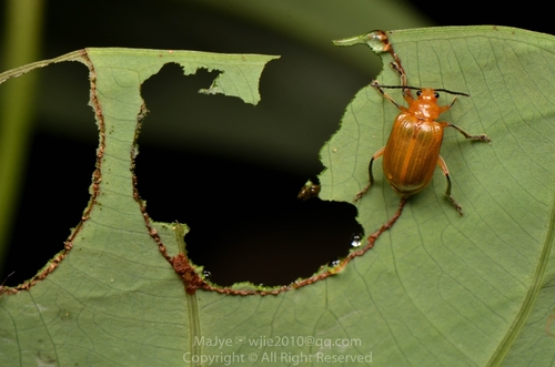 Aplosonyx orientalis · NaturaLista Colombia