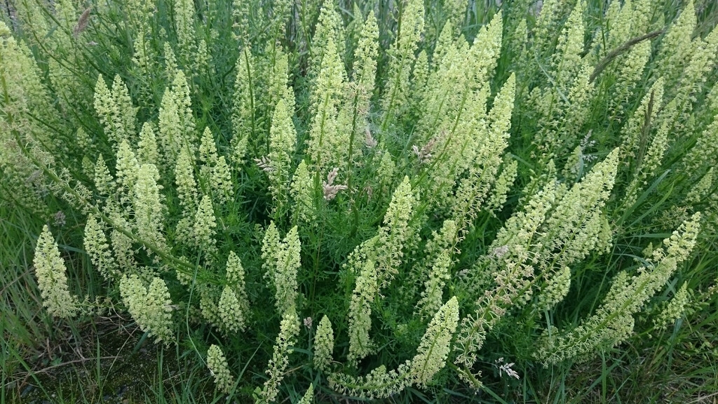 mignonette (Resedaceae (Mignonette) of the Pacific Northwest) · iNaturalist