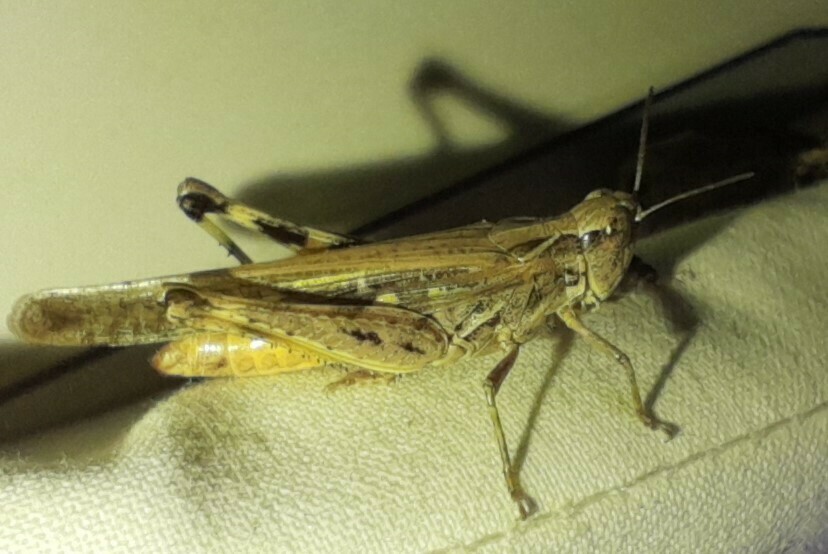 Green-winged Grasshoppers from Karas Region, Namibia on May 4, 2024 at ...