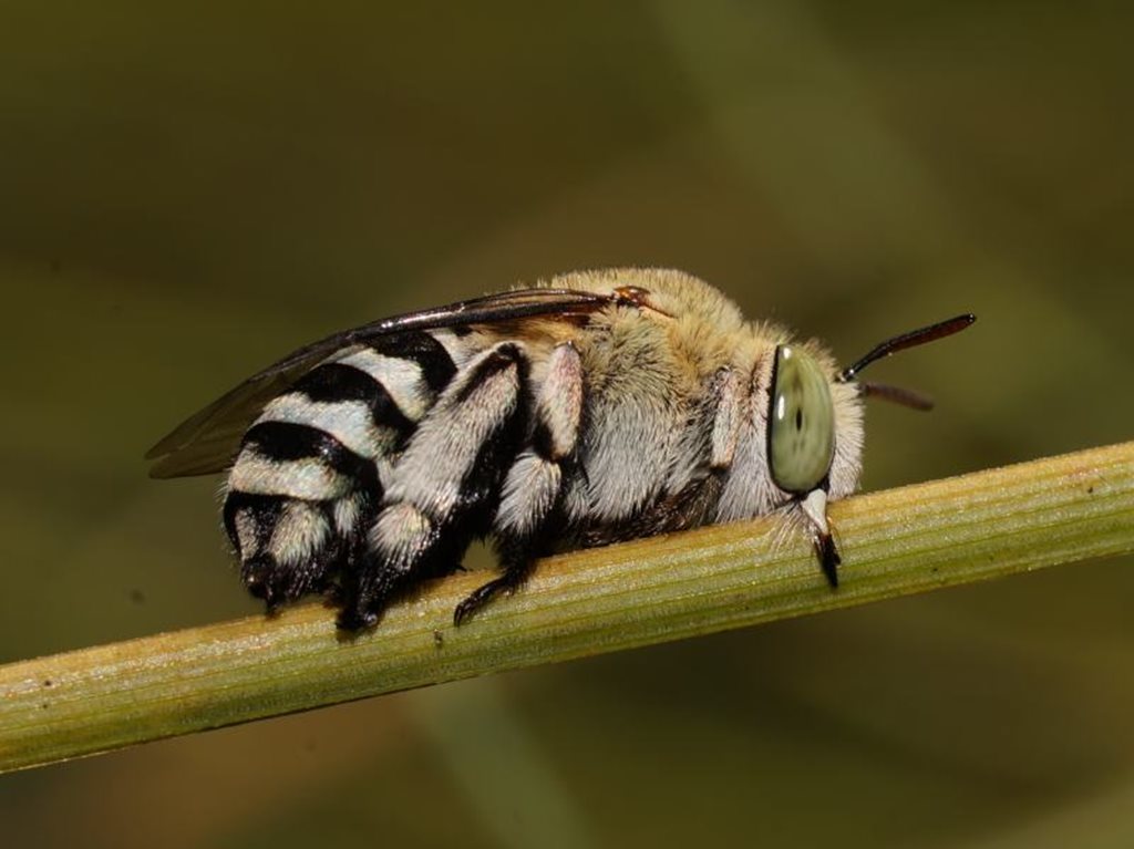 Amegilla asserta (Native Bees of South Australia) · iNaturalist