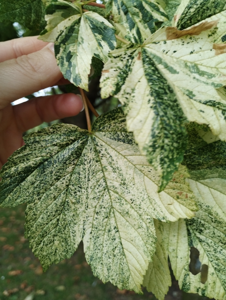 sycamore maple from Pendleton College, Salford M6 8QJ, UK on June 25 ...