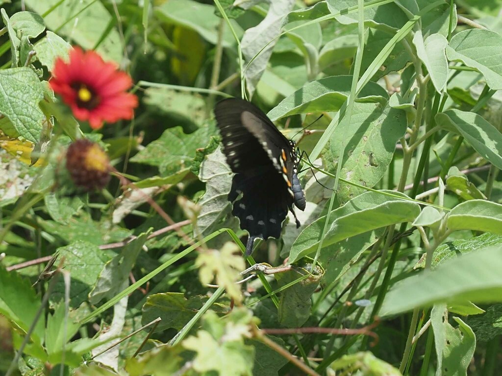 Pipevine Swallowtail from Milam County, TX, USA on June 20, 2024 at 02: ...