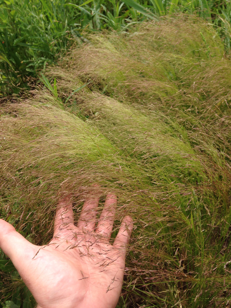 Winter Bentgrass From Ogle County Us Il Us On June 11 2016 At 1248 Pm By Corey Lange