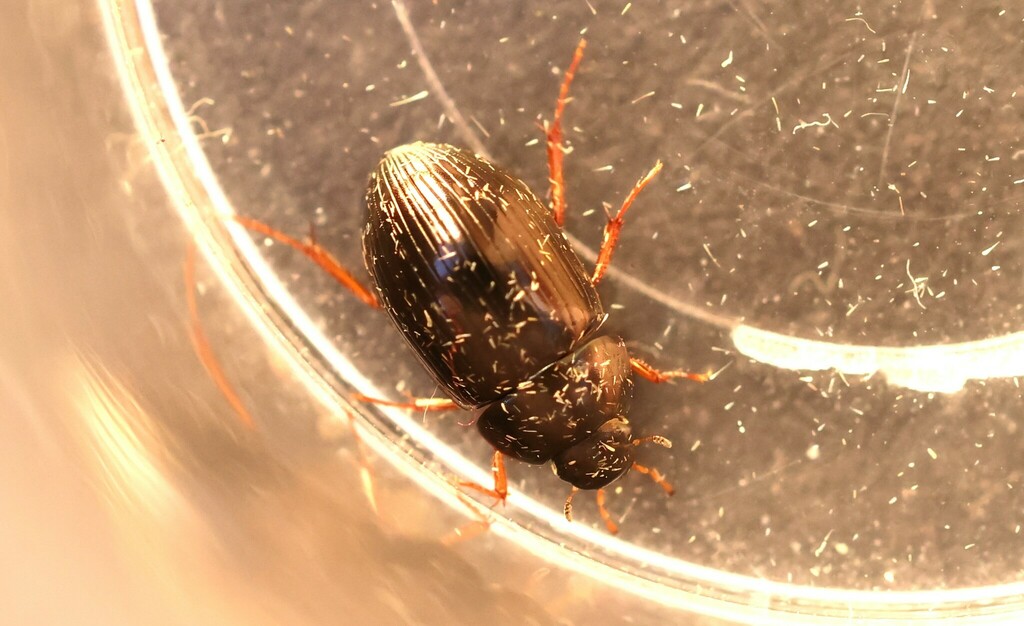 Hydrobius from 61203 Reichelsheim (Wetterau), Deutschland on June 25 ...