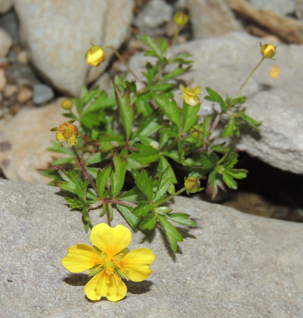 Tormentil from Perth and Kinross, UK on June 22, 2024 at 03:52 PM by ...