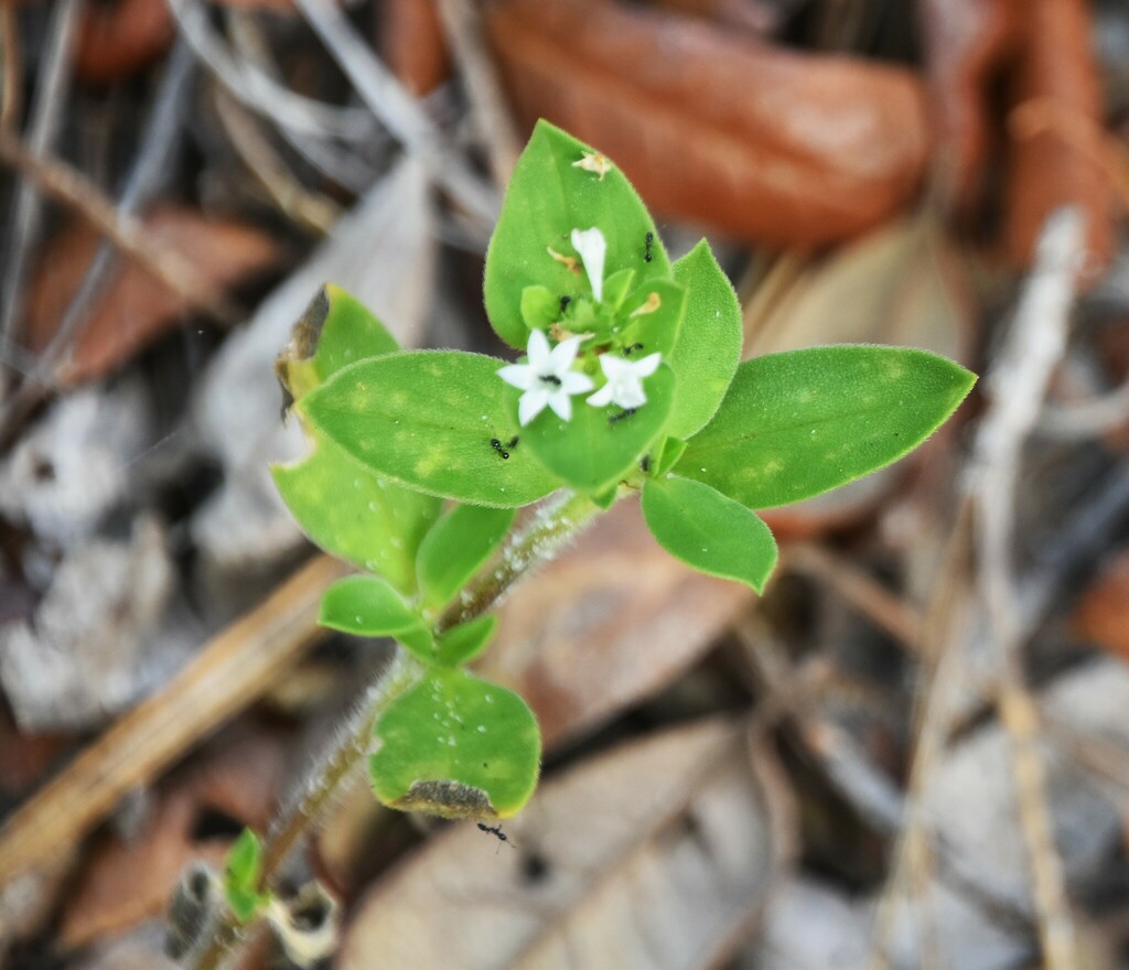 Florida Pusley from Bellini Preserve on June 25, 2024 at 09:01 AM by ...