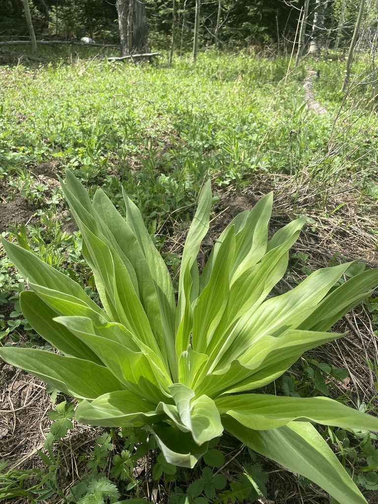monument plant from Summit County, US-CO, US on June 8, 2024 at 12:10 ...