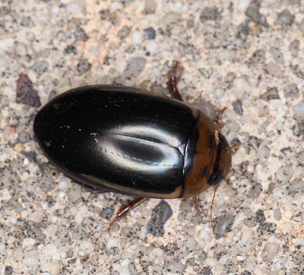 Hydaticus bimarginatus from Norman, OK, USA on June 25, 2024 at 12:58 ...