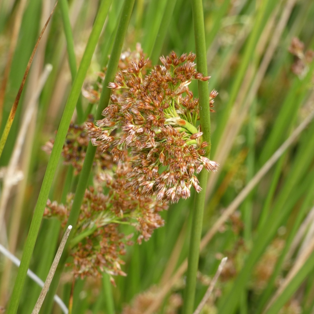 Soft Rush from RHS Bridgewater, Worsley, Manchester M28 2LJ, UK on June ...