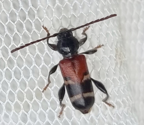 Phymatodes maaki · iNaturalist United Kingdom