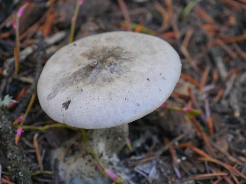 Snowmelt Clitocybe from Mesa County, CO, USA on June 24, 2024 at 12:51 ...