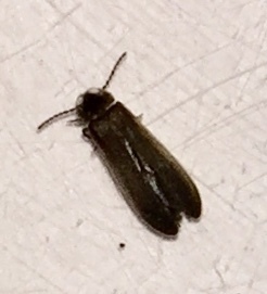 Blue Ghost Firefly from Pisgah National Forest, Burnsville, NC, US on ...