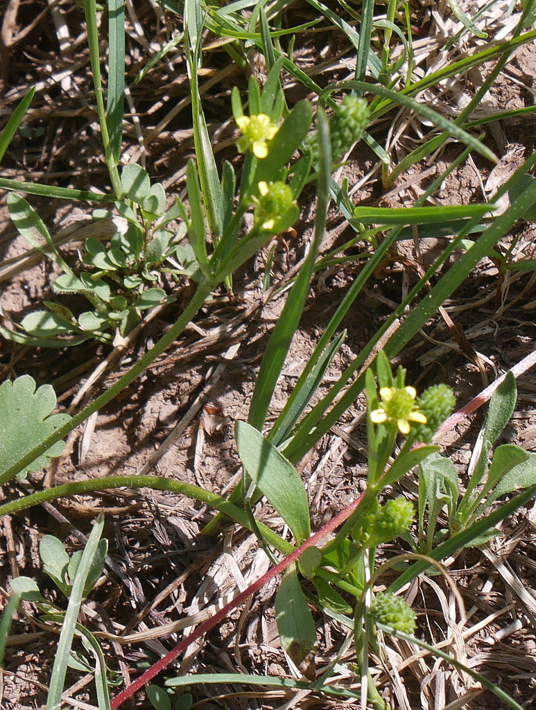 Graceful Buttercup from Mesa County, CO, USA on June 24, 2024 at 01:10 ...