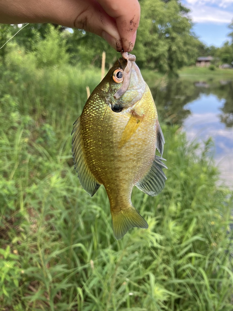 Bluegill from Bde Maka Ska Park, Minneapolis, MN, US on June 25, 2024 ...